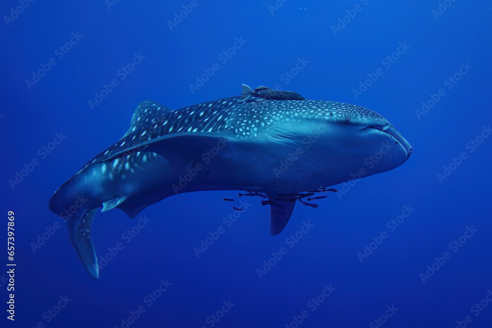 Whale sharks (Rhincodon typus), a rare big and giant fish swim slow ...