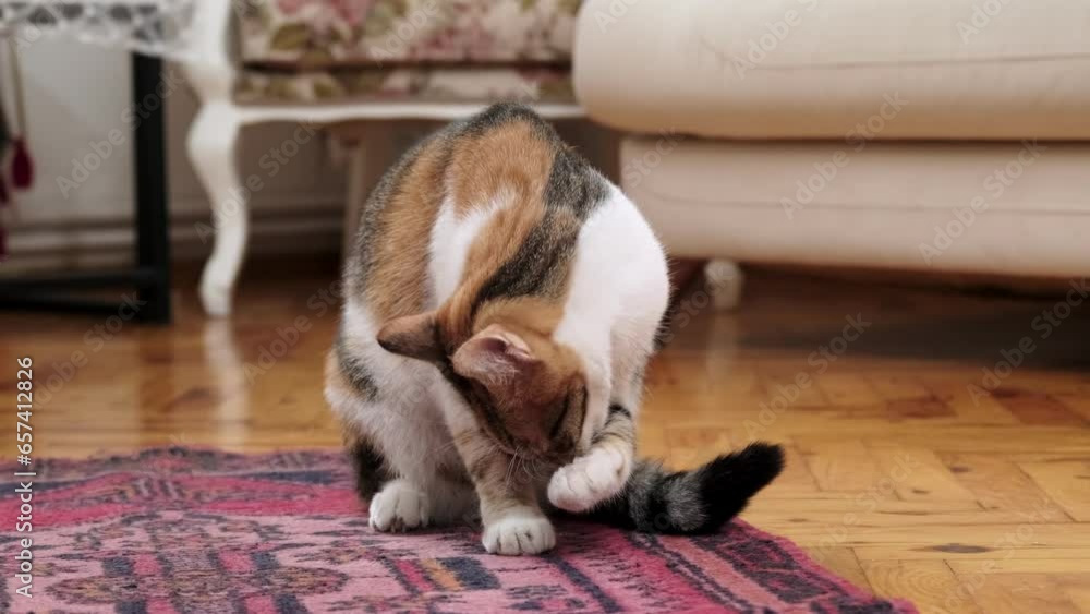 A domestic tricolor female cat, with a mix of tabby, white, and calico ...