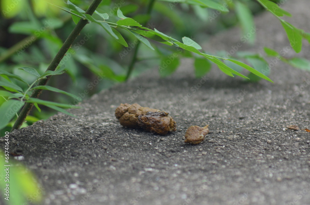outdoor, environment, sand, small, stone, texture, pet, green, feces ...