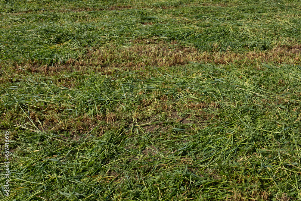 Field of mown green grass, top view. Background from fresh and dry ...