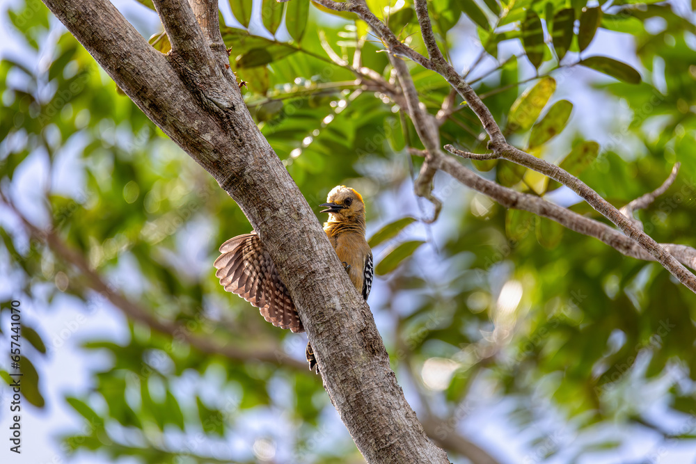 Hoffmann's woodpecker (Melanerpes hoffmannii) is a species of bird in ...
