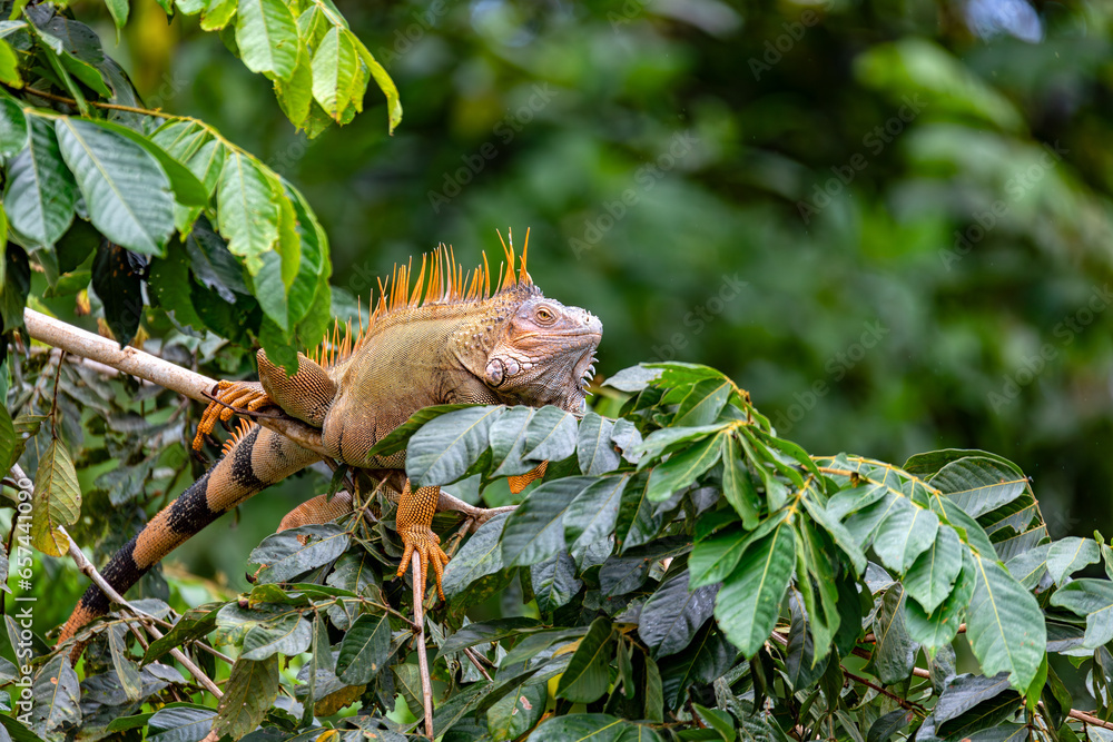 Green iguana (Iguana iguana) on tree in tropical rainforest, Refugio de ...