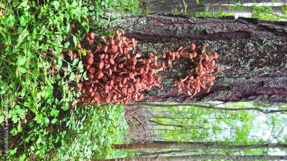Honey mushrooms (Armillaria mellea) grow on trees in the forest in ...
