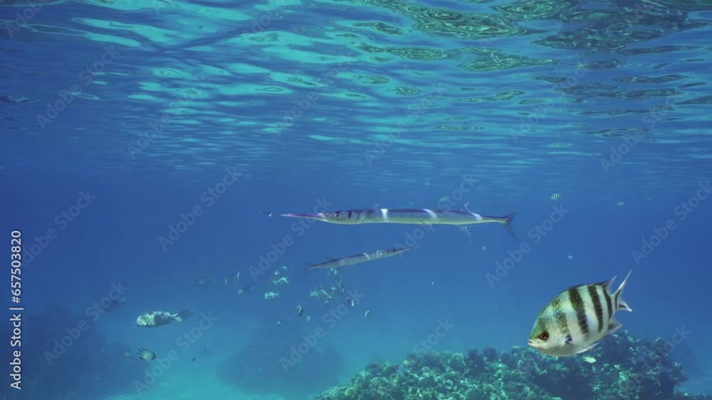 Close-up of Sea Needle or Garfish swim under surface of blue water over ...