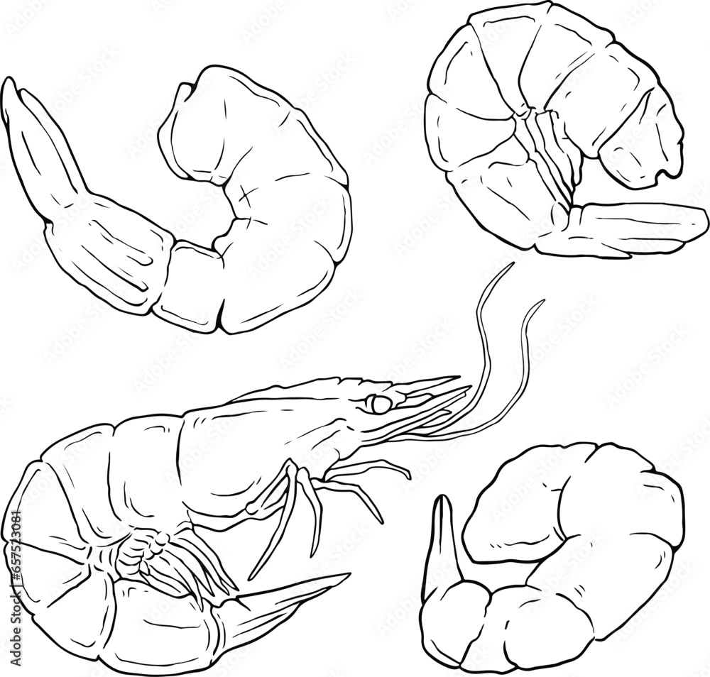 Shrimp cocktail drawing on a white background. seafood for a party or ...