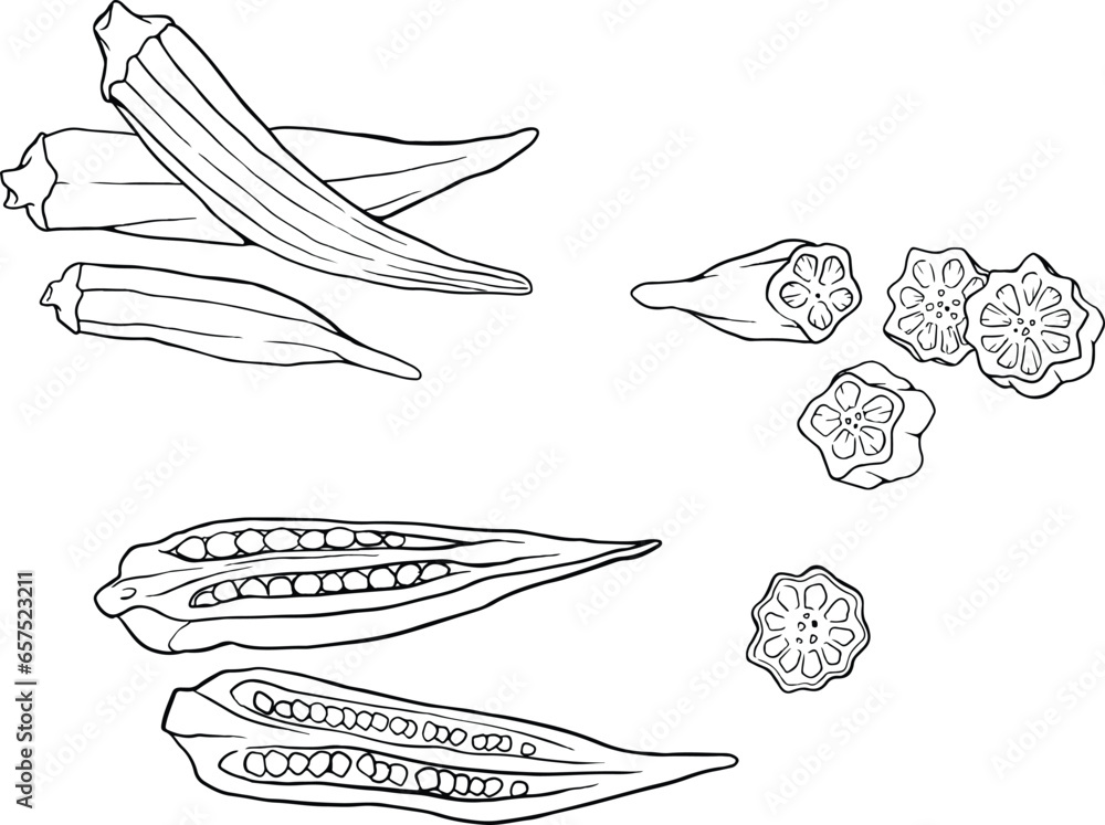 Okra Vector Illustration Hand Drawn Vegetable. Hand-drawn vector ...