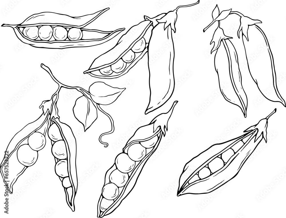 Vector illustration of peas and half of the peas. Set of peas isolated ...