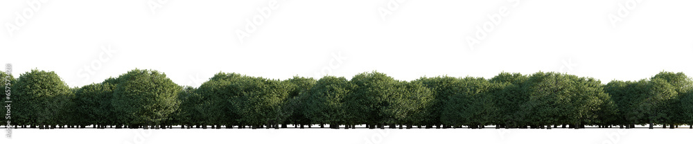 isolated deciduous tree, best use for background Stock Photo | Adobe Stock isolated deciduous tree, best use for background Stock Photo | Adobe Stock