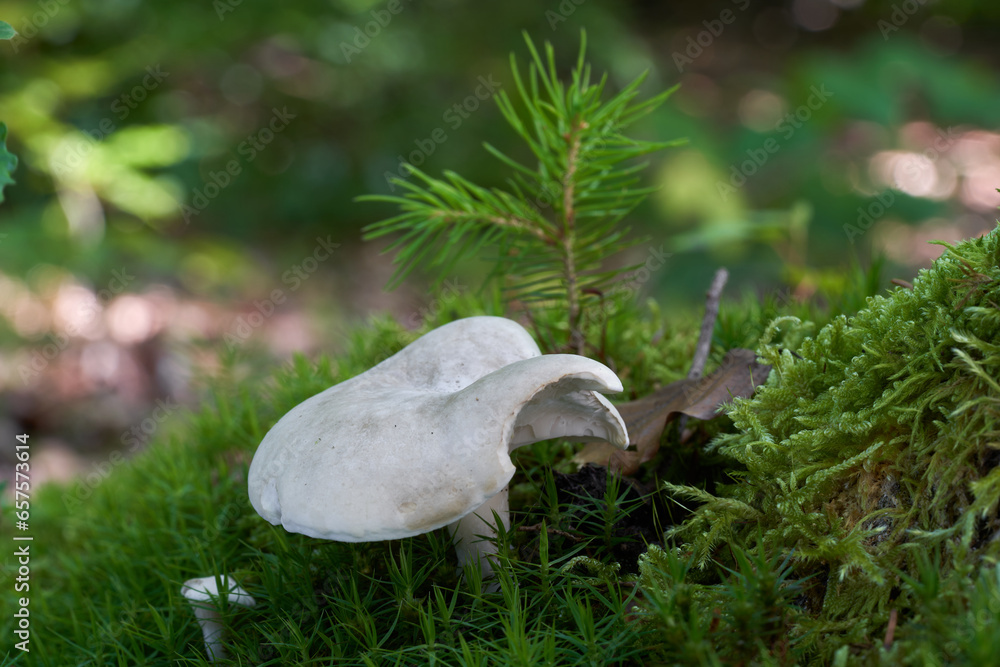 Edible mushroom Clitopilus prunulus in the moss. Known as Sweetbread ...