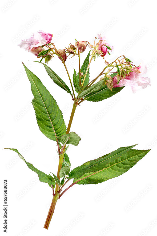 Blooming pink Impatiens glandulifera Balsamina glandulifera, Himalayan ...