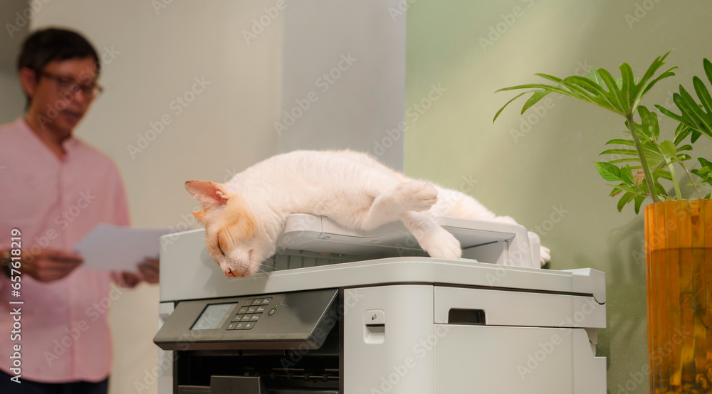 Cats sleeping on a multifunction laser printer in the home office. and ...