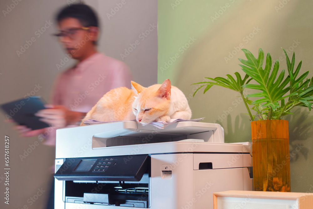 Cats sleeping on a multifunction laser printer in the home office. and ...