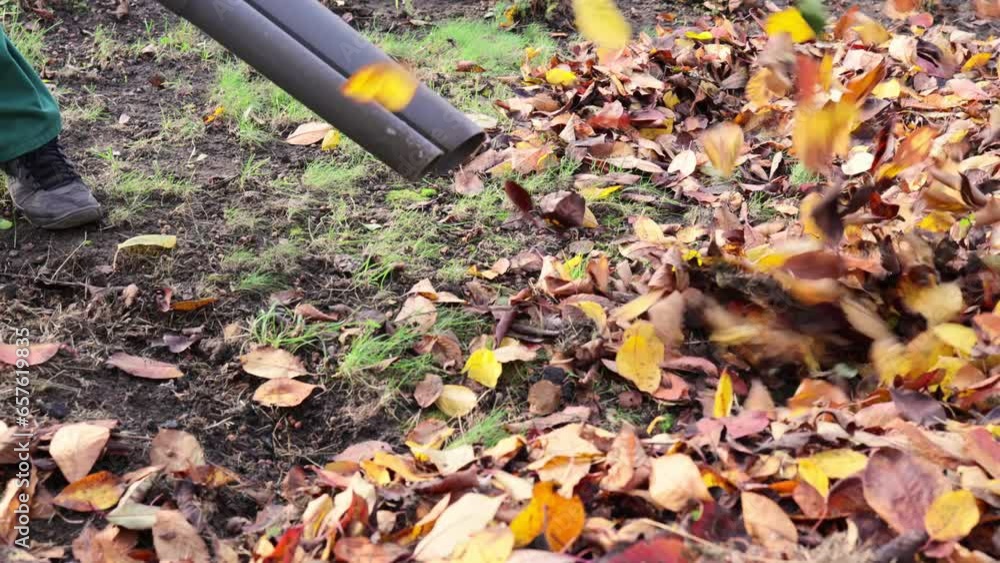Autumn work in the garden - clearing the garden of fallen leaves using ...