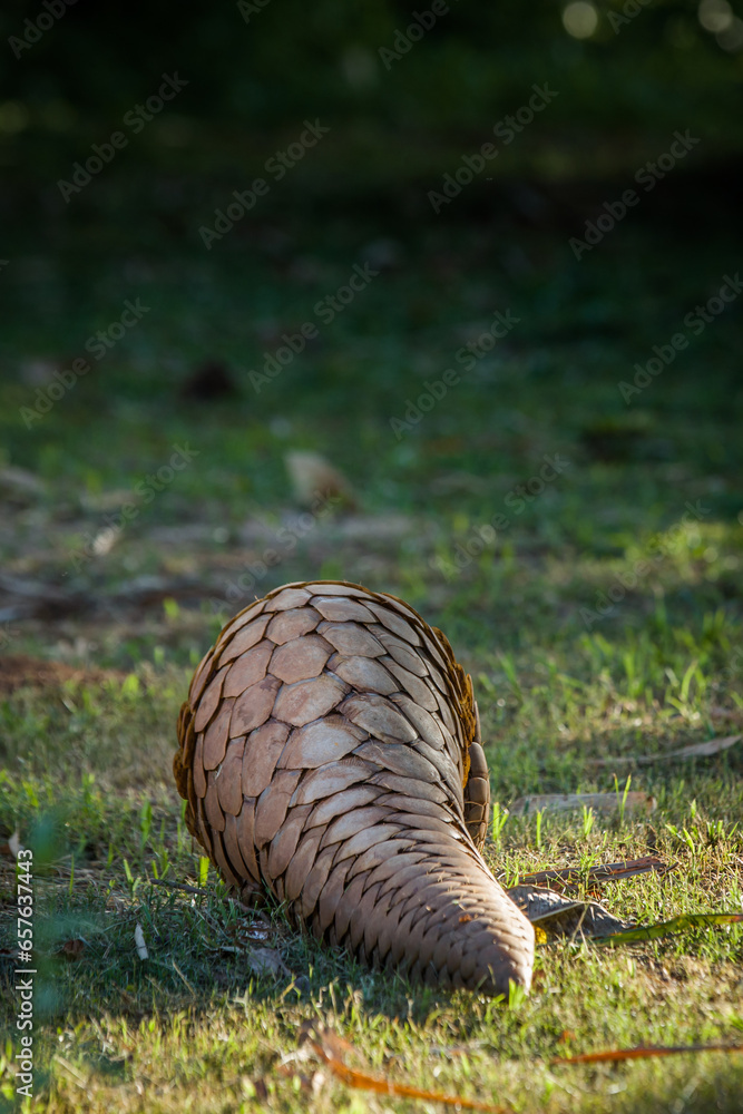 Foto Stock Indian Pangolin - The Indian Pangolin (Manis crassicaudata ...