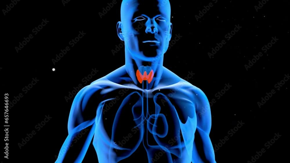 3D Human Body Glands Thyroid Gland Anatomy Animation Concept. vídeo do ...