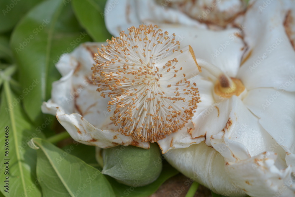 The flower of a baobab tree in South Africa. More similar stock images ... The flower of a baobab tree in South Africa. More similar stock images ...