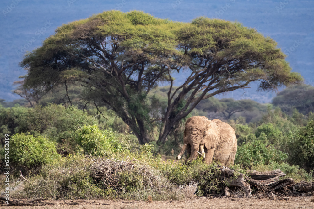 Explorando la belleza salvaje del safari de Kenia, donde majestuosos ...