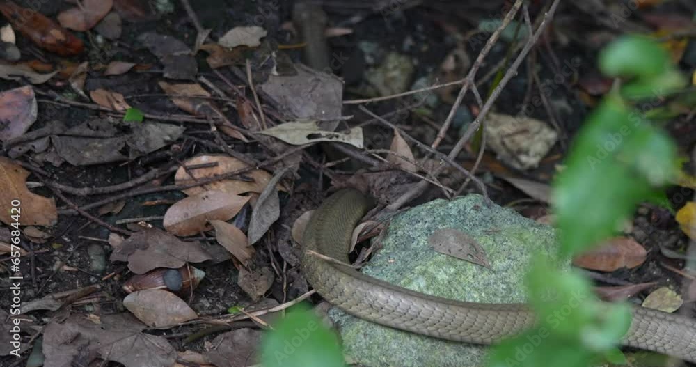 The king cobra (Ophiophagus hannah) is one of the world's most iconic ...