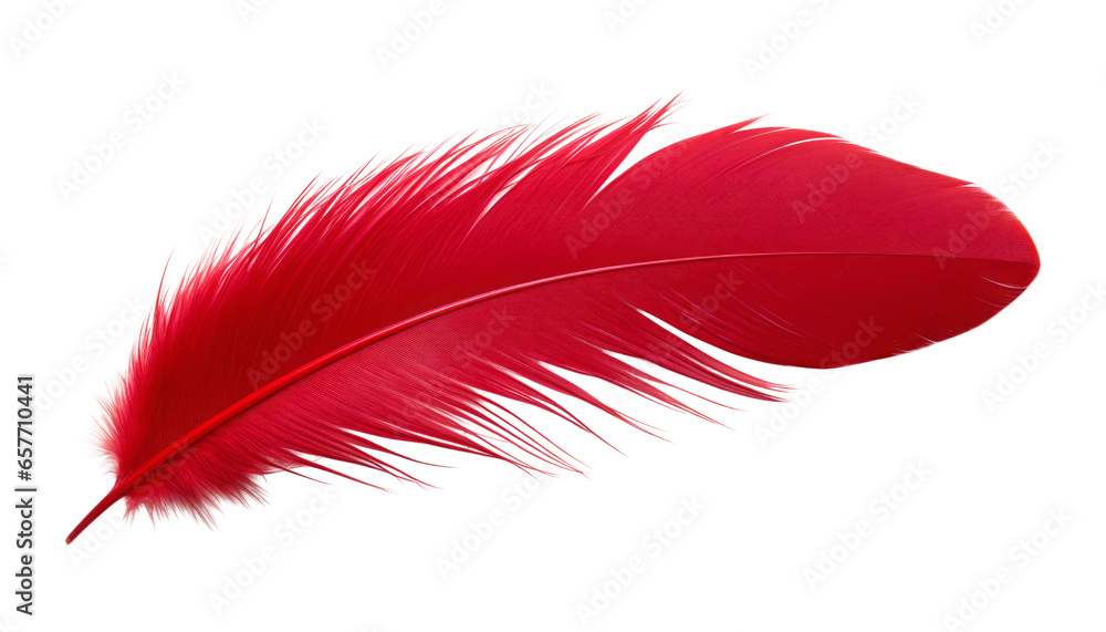 red feather isolated on transparent background cutout Stock Photo ...