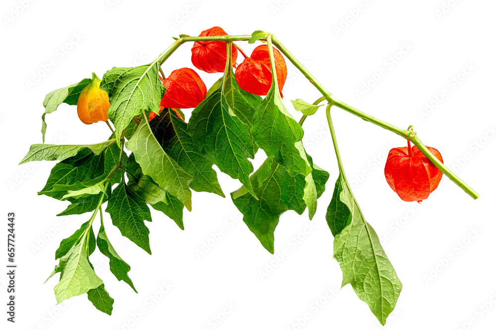 Red physalis alkekengi close-up. Eon wite backgroud. Chinese lantern ...