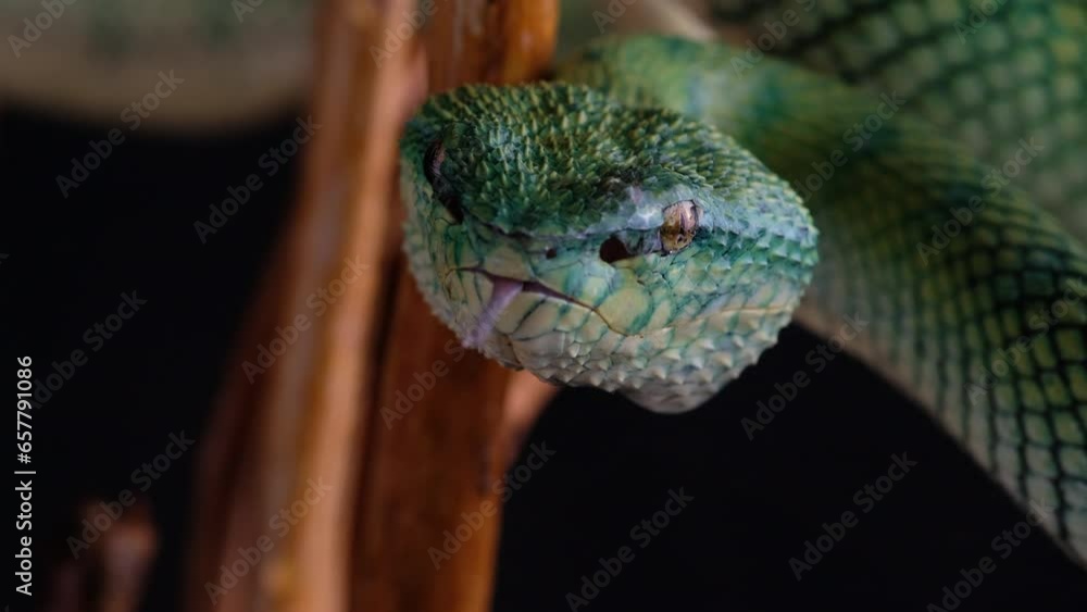 (tropidoleamus Subannulatus) The Bornean keeled green pit viper or ...