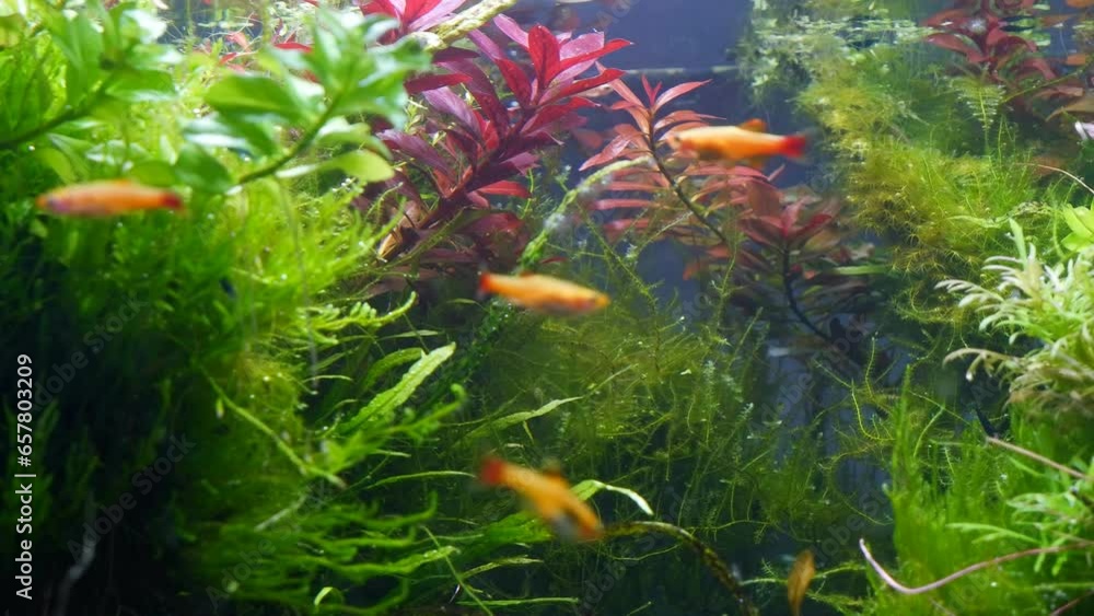 aquatic plant vegetation move in flow, freshwater ryoboku Amano ...