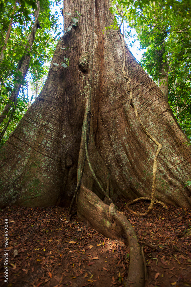 Large Kapok tree (Ceiba pentandra) on Barro Colorado Island; Barro ...