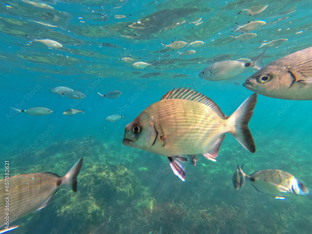 Underwater school of fish with sunlight below water surface in the ...
