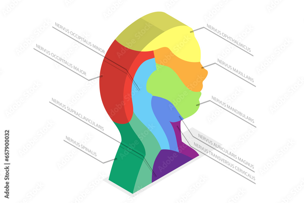 3D Isometric Flat Conceptual Illustration of Sensory Nerves ...
