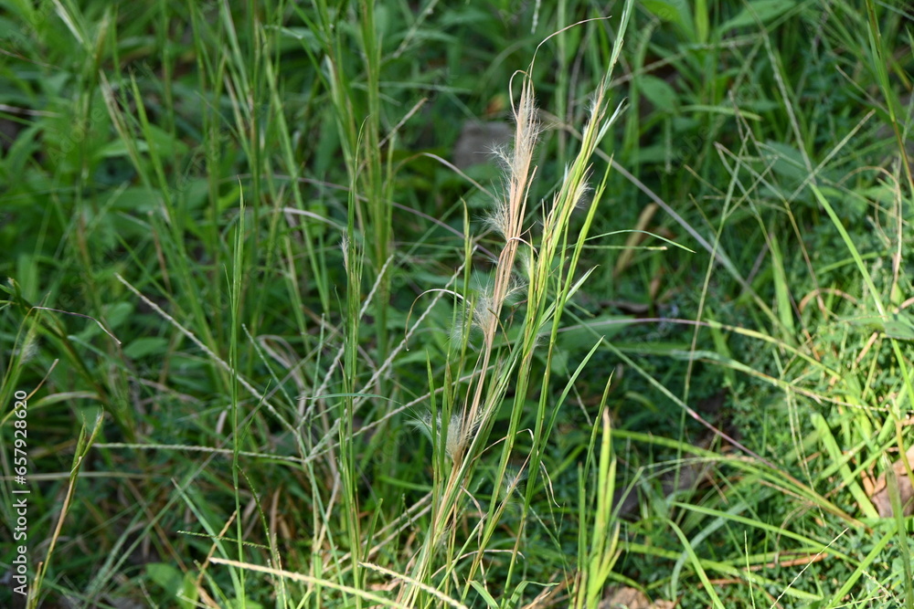 Broomsedge bluestem ( Andropogon virginicus ) flowers. Poaceae ...