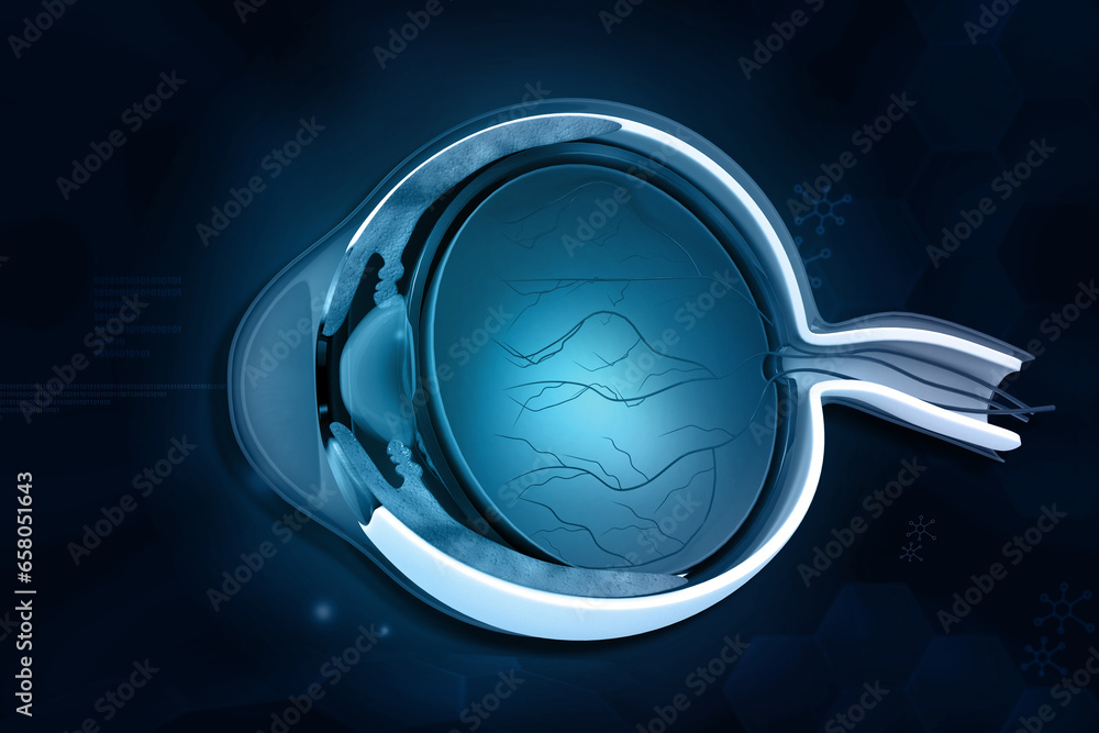 Human eye cross section anatomy on blue color background. 3d ...