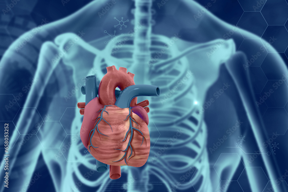 Human body with heart anatomy on medical background. 3d illustration ...