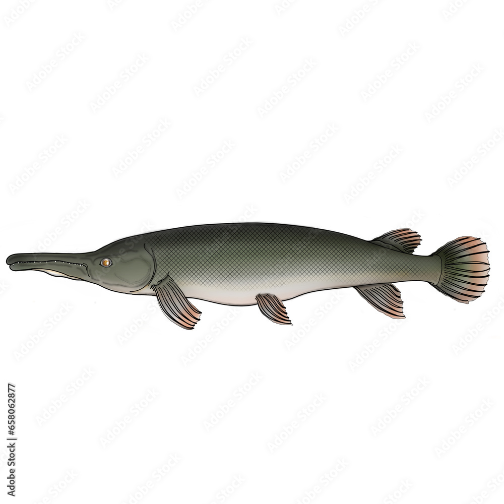 Alligator gar, Atractosteus spatula, Chordata, Lepisosteidae ...