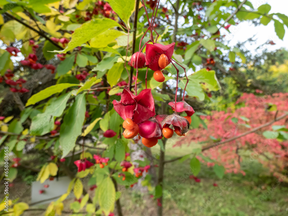 Broad leaved spindle (euonymus latifolius) with leaves turning red in ...
