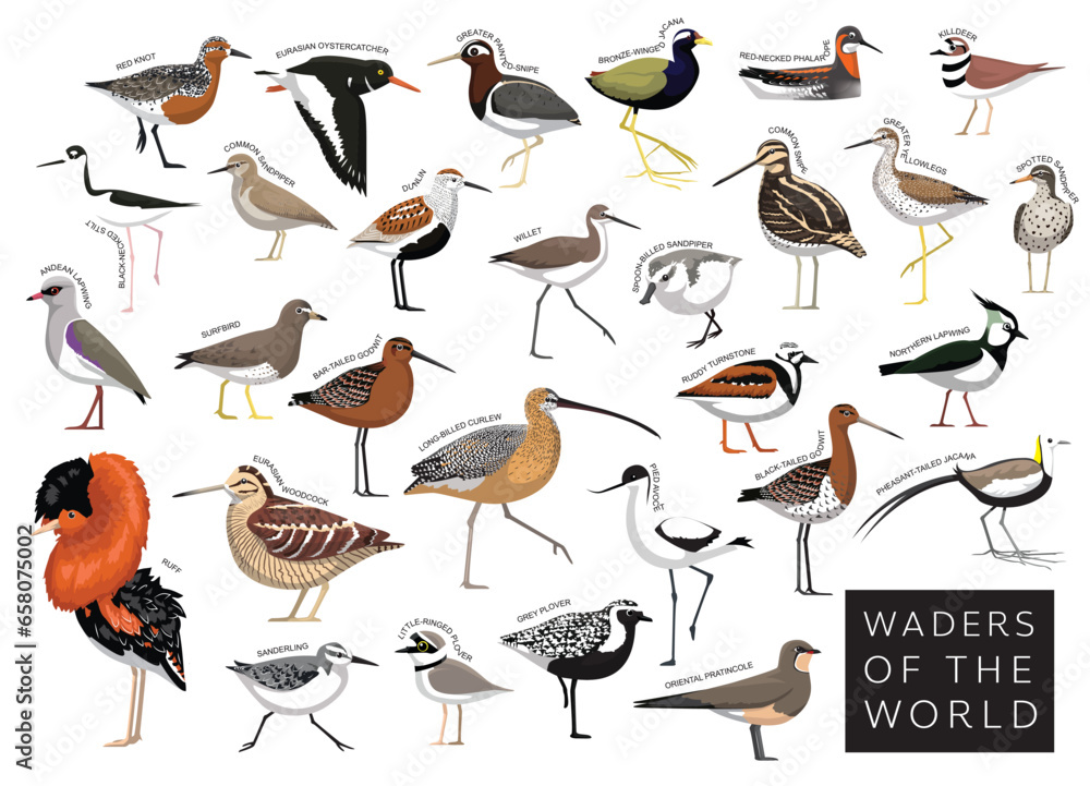 Birds Waders of the World Sandpiper Snipe Plover Godwit Lapwing Jacana ...