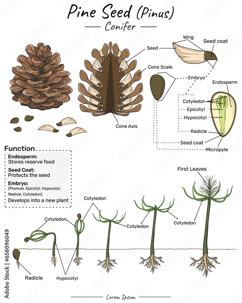 Pinus pine conifer structure, function and development Stock Vector ...