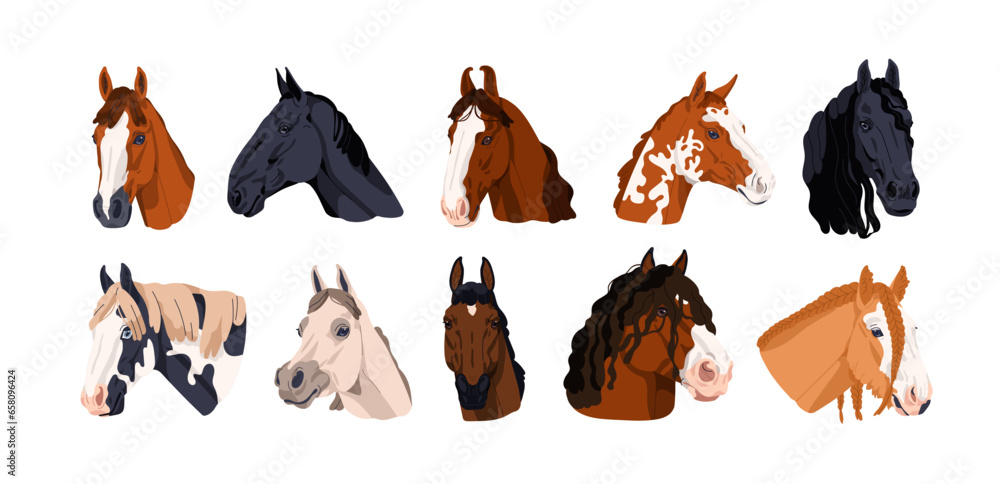 Horse heads set. Different stallions breeds. Thoroughbred equine ...