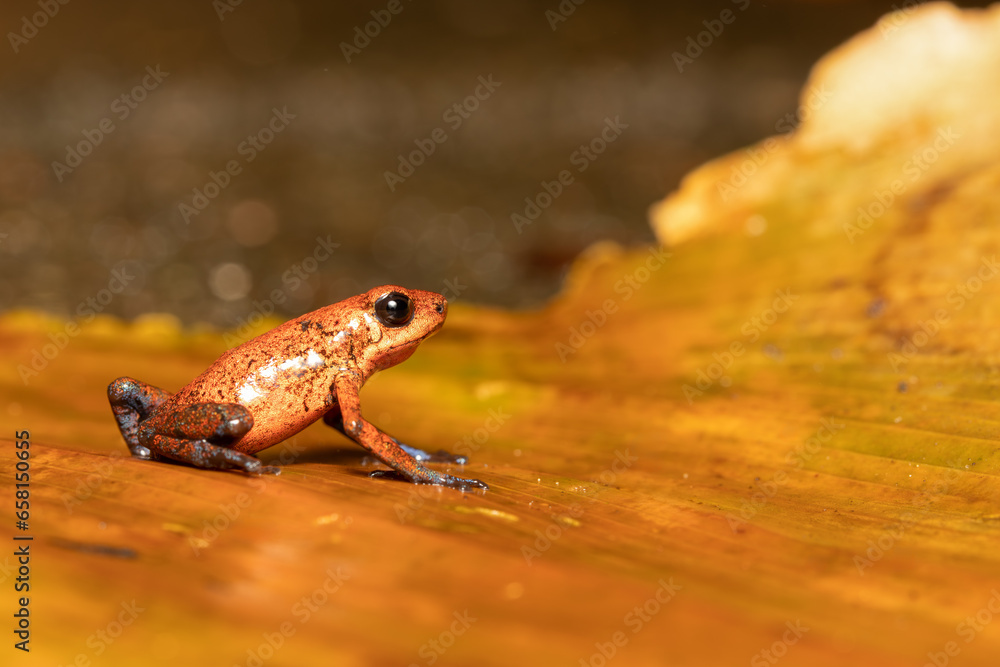 Strawberry poison-dart frog (Oophaga pumilio, formerly Dendrobates ...