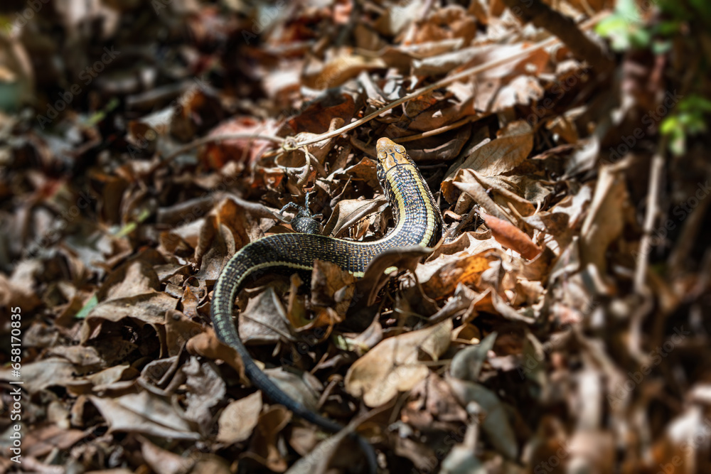 Madagascar girdled lizard or Madagascar plated lizard (Zonosaurus ...