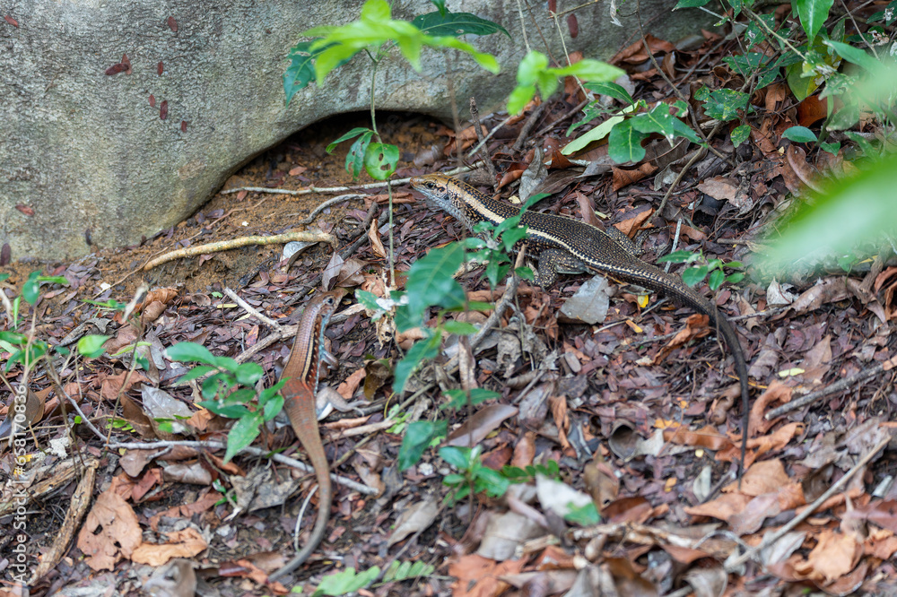 Madagascar girdled lizard or Madagascar plated lizard (Zonosaurus ...