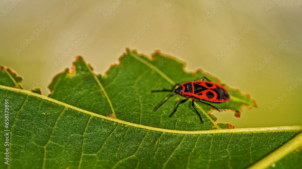 All developmental stages of an insect called Waldless Blacksmith found ...