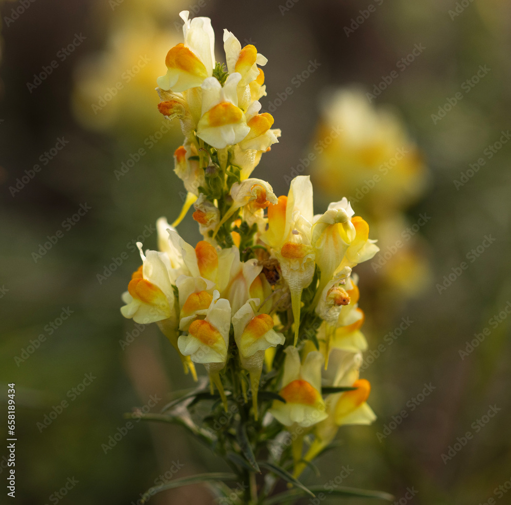 Yellow toadflax (Linaria vulgaris) is a perennial flowering plant. The ...