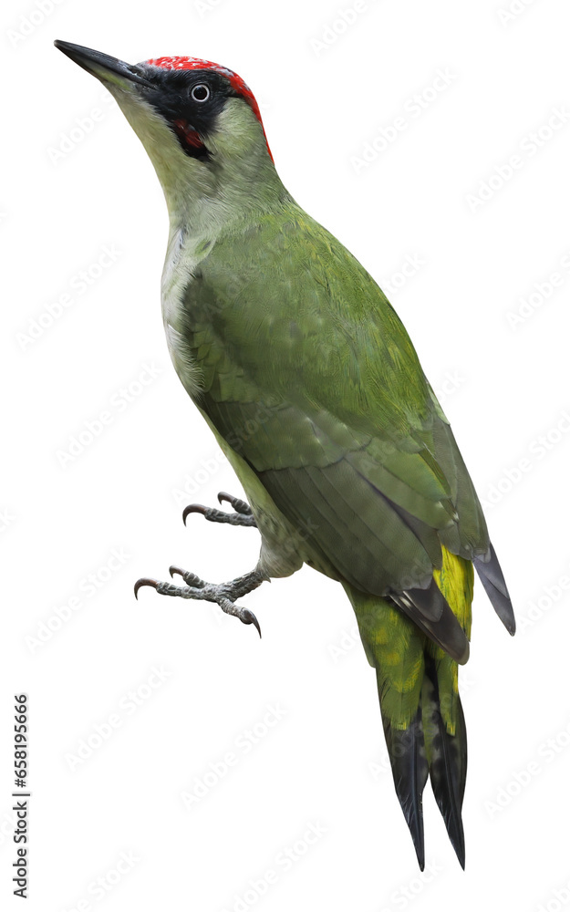 Male of European green woodpecker (Picus viridis), PNG, isolated on ...