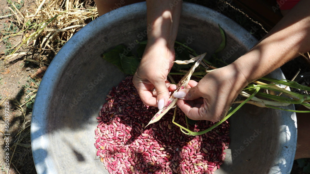 female hands clean red bean seeds from dry pods over a metal round ...
