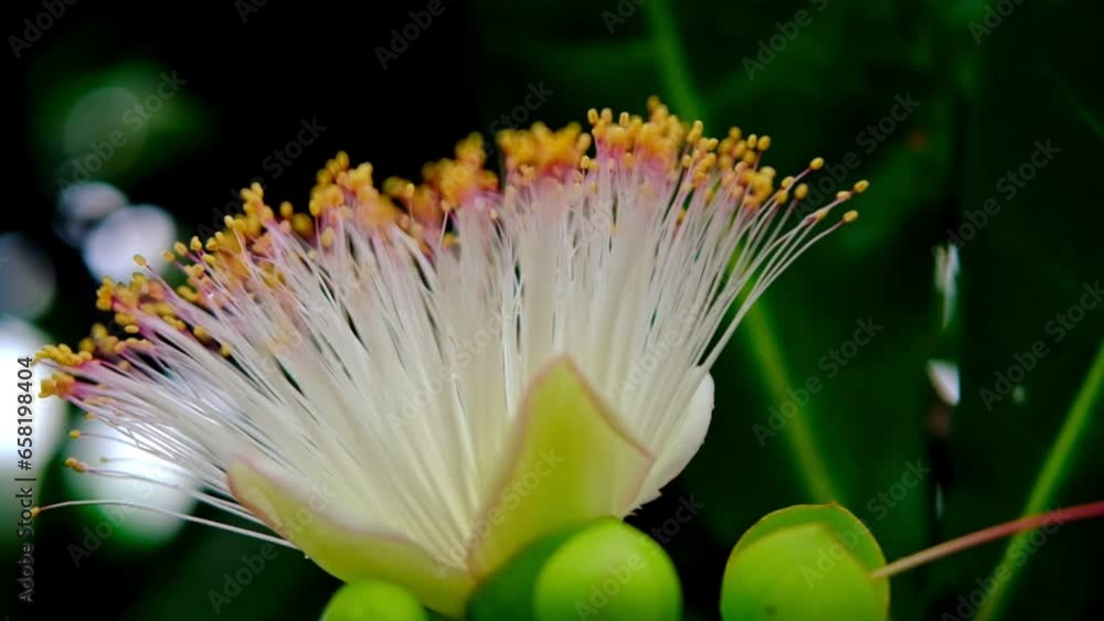 Albizia lebbeck, siris tree from mimosa family, common in India, Burma ...