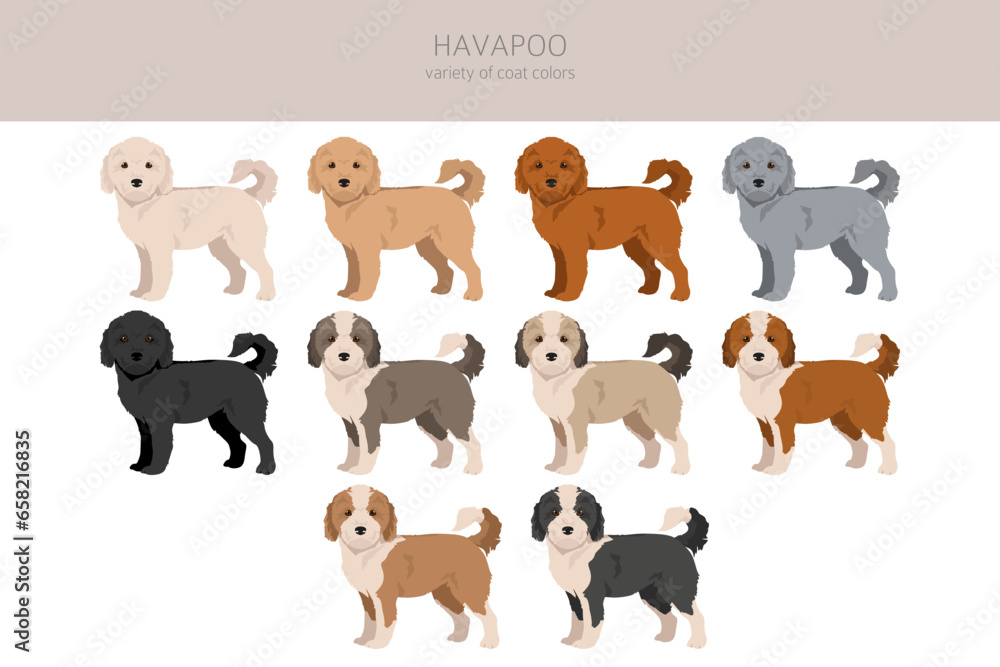 Havapoo clipart. Havanese Poodle mix. Different coat colors set Stock ...