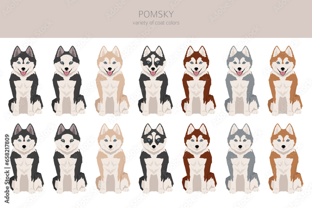 Pomsky clipart. Pomeranian Husky mix. Different coat colors set Stock ...