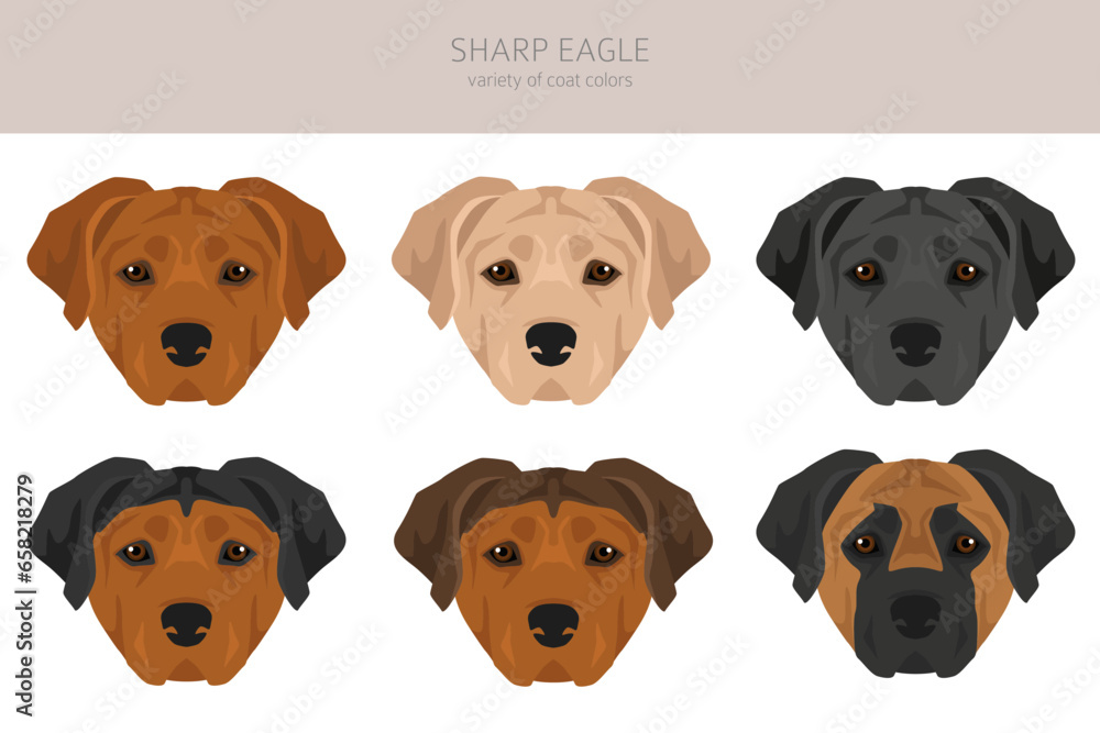 Sharp Eagle clipart. Shar Pei - Beagle mix. Different coat colors set ...