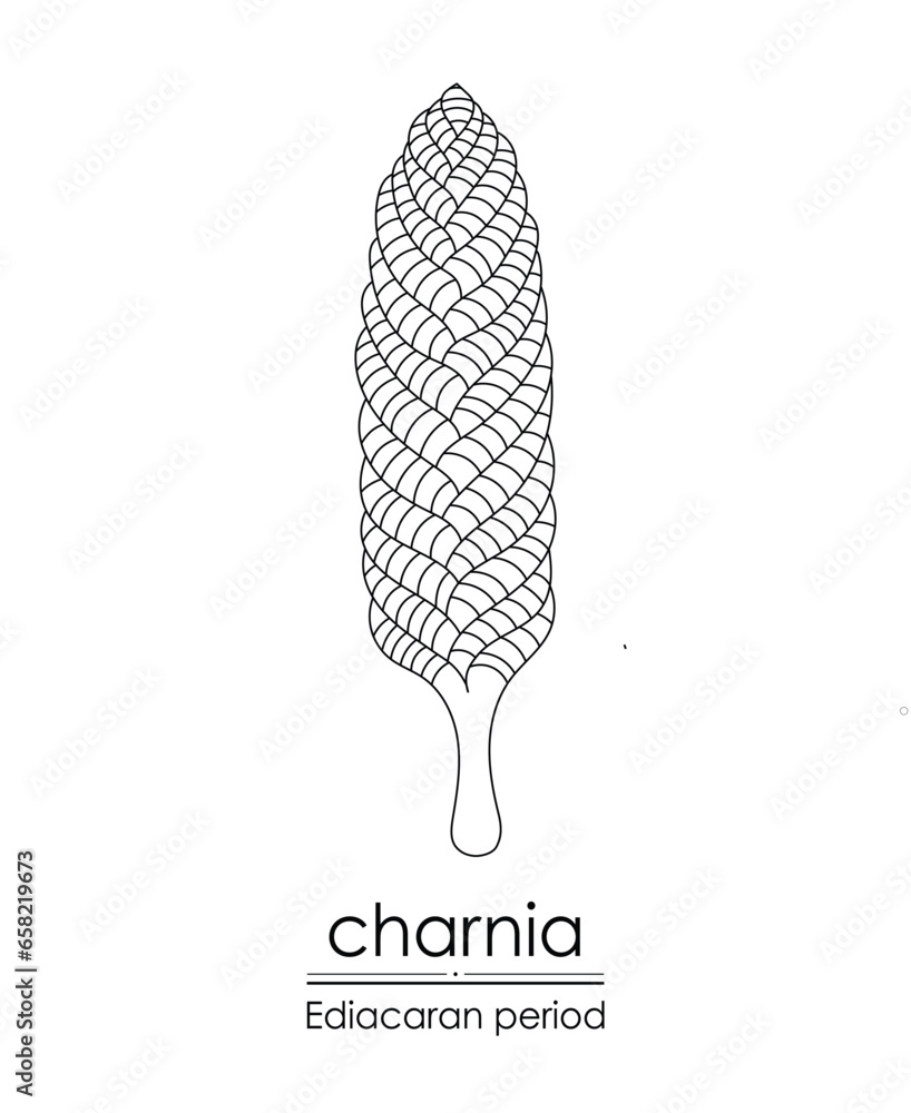 Charnia, an Ediacaran period creature, black and white line art ...