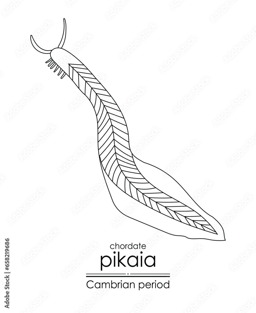Pikaia Gracilens Black And White